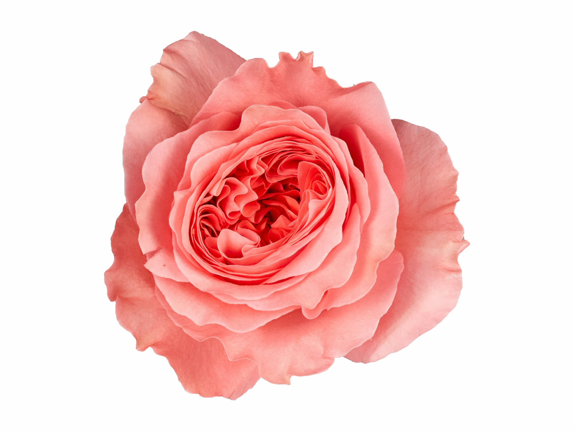 Garden Roses | Rosesland Farm